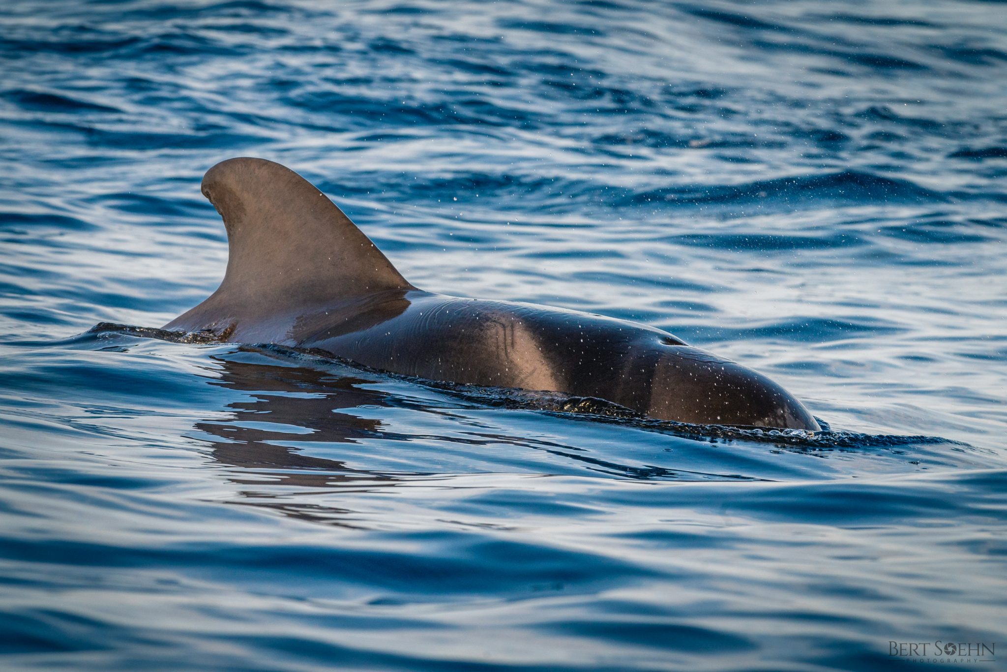 Gallery - Whale Wise Eco Tour