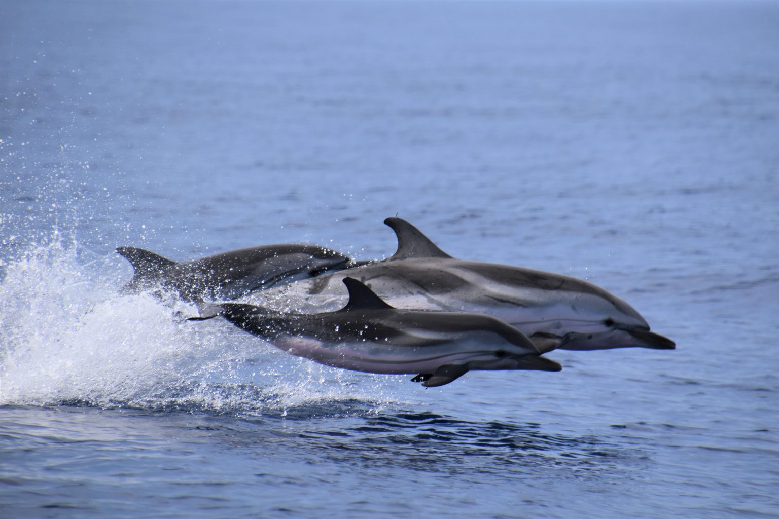 Gallery - Whale Wise Eco Tour