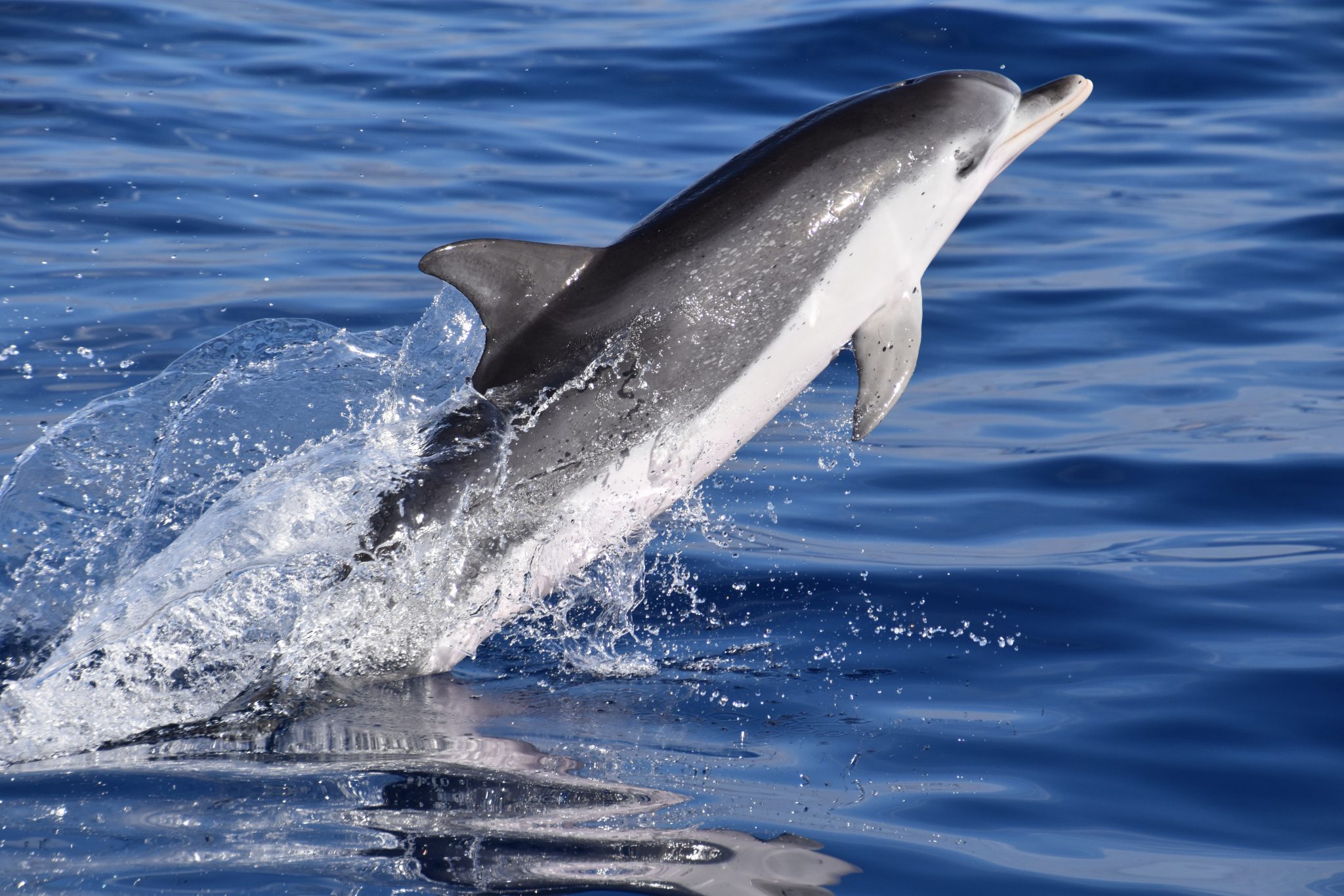 Gallery - Whale Wise Eco Tour